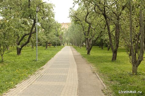 Яблоневый сад на Яблочкова история и фото