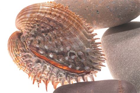 Seashell Of A Bivalve Mollusc Rosy Razor Solecurtus Strigilatus Eaten