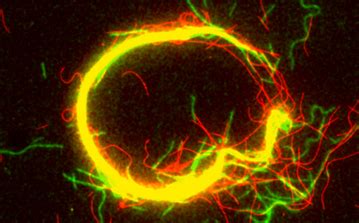 DNA Computing Brings Molecular Robot A Step Closer To Reality Hokkaido University