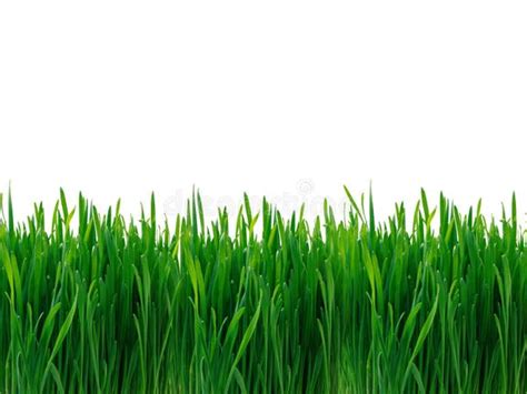 Grassy Base Stock Illustrations 101 Grassy Base Stock Illustrations