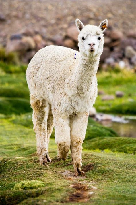 Alpaca Peru Stock Photo Image Of South Outdoors Nature 13886002