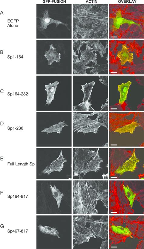 A Actin Association By Putative Actin Binding Fragments Of