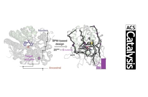 In Silico Identification And Experimental Validation Of Distal Activity
