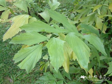 Caryota Monostachya