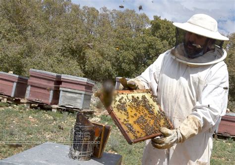 Castilla La Mancha convoca ayudas para la comercialización y producción de la miel Las