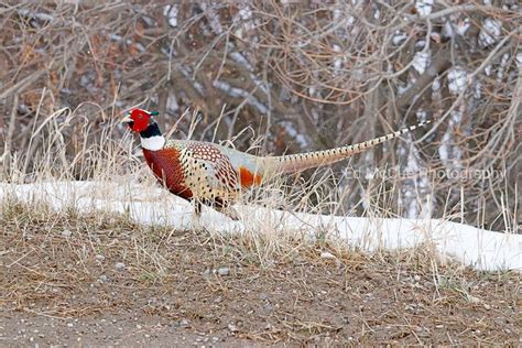 Pheasants Ed Mccue Photography Pheasant Common Pheasant Pheasant