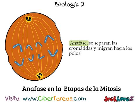 Las Etapas De La Mitosis Biología 2 Cibertareas