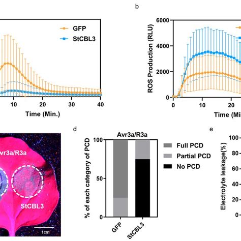 Stcbl3 Negatively Regulates Multiple Pamps Triggered Immune Responses