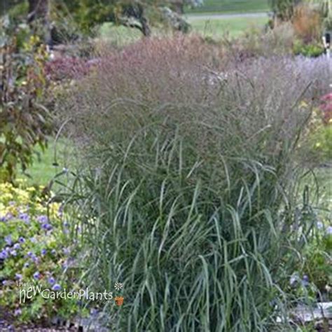 Panicum Apache Rose Prairie Winds™ Switch Grass New Garden Plants