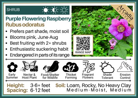 Rubus Odoratus Purple Flowering Raspberry Arcadia Natives