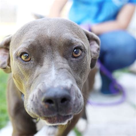 Taking Home Your New Dog Decompression 101 Friends Of Strays Cat And