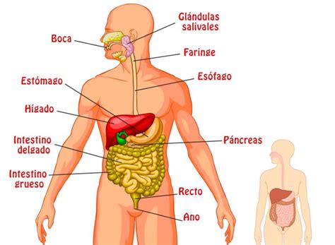 Pin En El Cuerpo Humano