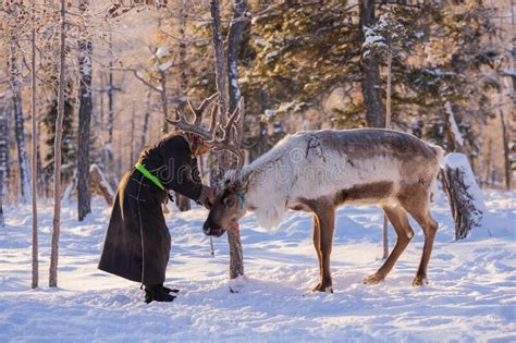 Mongolian Reindeer In Taica Bioecology At Khovsgol Mongolia Editorial