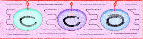 Example Of Cleaning Coverage Paths Black Dot Lines Stands For Cleaning
