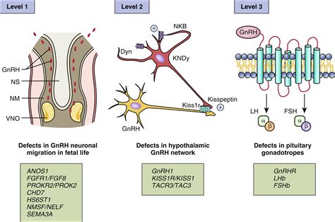 Puberty And Its Disorders In The Male Clinical Tree