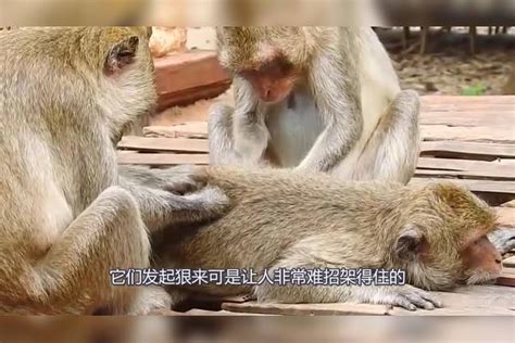 6米巨蟒生吞一只猴子，却惨遭猴群集体报复，这一幕看着真绝望