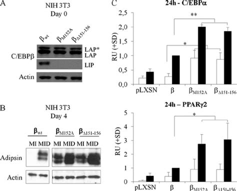 Repressive Effect Of Msin3ahdac1 Association With Cebp ␤ On