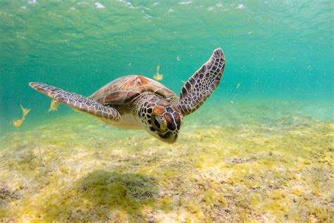 Pollution Puts Threatened Sea Turtle Reproduction In Danger Peoples