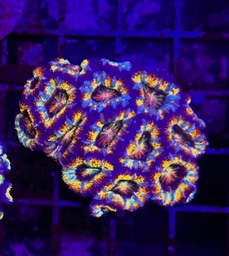 Hgc Ultra Rainbow Micromusa Acan” Lord Coral Colony Holygrailcorals
