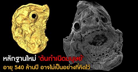 หลักฐานใหม่ ต้นกำเนิดมนุษย์ อายุ 540 ล้านปี อาจไม่เป็นอย่างที่เคยคิดไว้