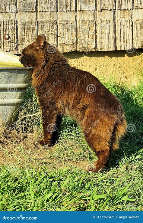 Black American Bobtail Manx Cat Stock Image Image Of Manx Black