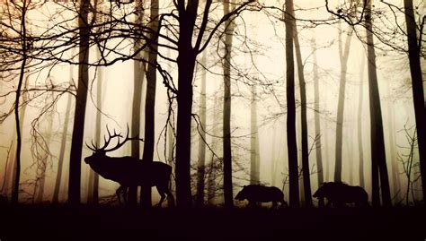 Free Images Tree Nature Forest Branch Silhouette Cold Black And