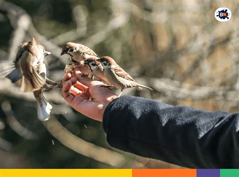 27 amazing sparrow facts more about this tiny bird