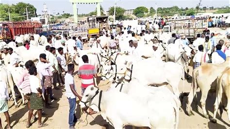 సందు లేకుండా జరిగింది సంత అయిజ గురువారం ఎద్దుల సంత Ieeja Bulls