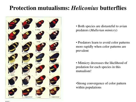 Ppt Mutualism Powerpoint Presentation Free Download Id1462484