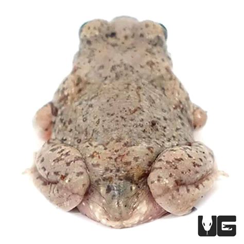 New Mexico Spadefoot Toads For Sale Underground Reptiles