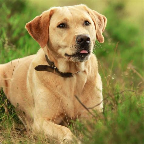 Son Perros Labrador Retrievers De Interior O Exterior