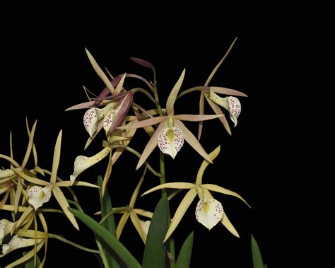 September 2023 — Illinois Orchid Society