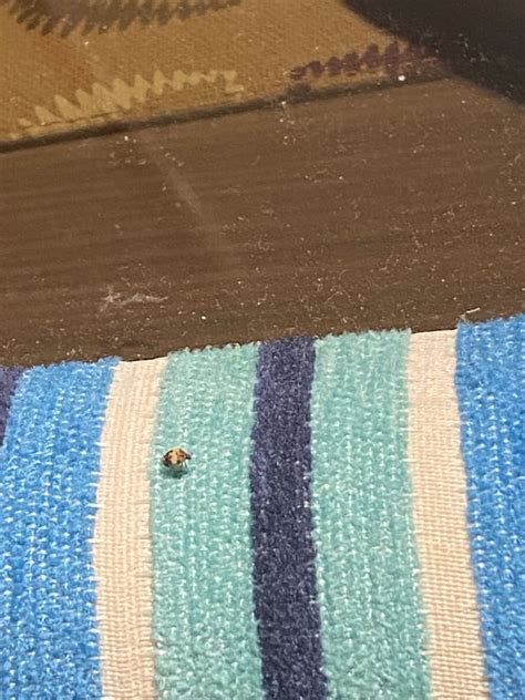 鑑定 鑑定 請問這是什麼蟲蟲 昆蟲板 Dcard
