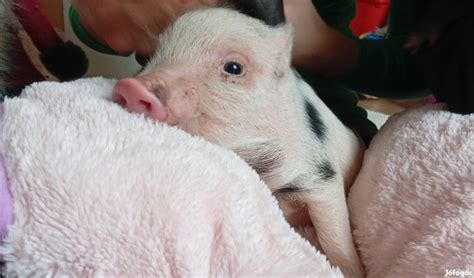 Törpemalac Törpe Malac Eladó Debrecen Mellett Bocskaikert Sertés Jófogás