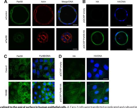 Establishment Of Mitotic Spindle Orientation Semantic Scholar