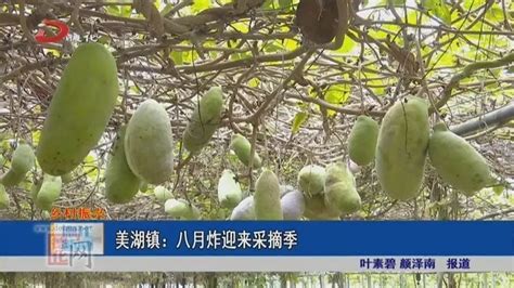 八月炸德化山里的山珍野味你吃过吗 腾讯新闻