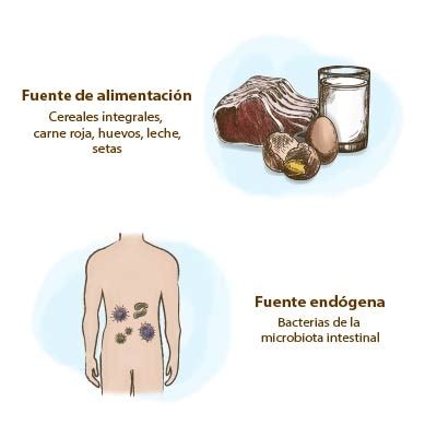 Qué es la Vitamina B8 Origen beneficios y posología Dieti Natura