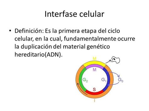 Que Es La Meiosis Definicion Chefli