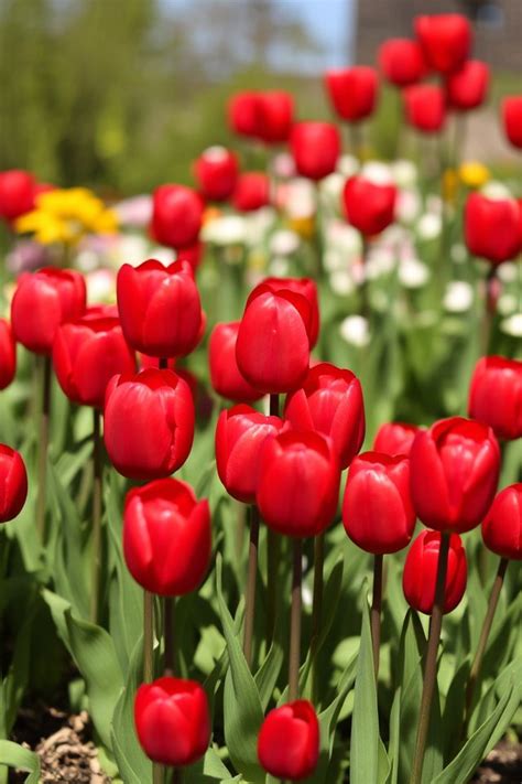 19 National Red Wine Day Inspired Deep Red And Burgundy Flower Garden Ideas