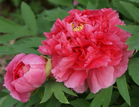 Tree Peonies Champlain Peony Company