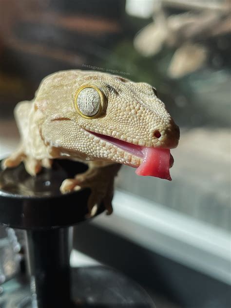 Captured This Awesome Shot Of My Nuu Ana Leachie Gecko Her Name Is Moe
