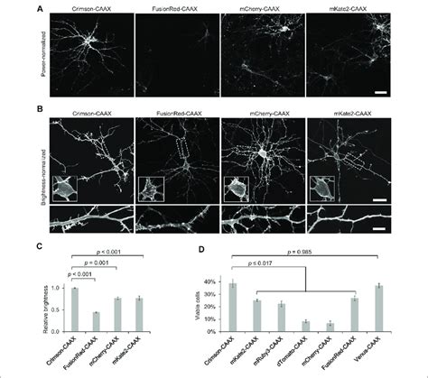 Crimson Caax Labels The Cytoplasmic Membrane Well In Neurons A