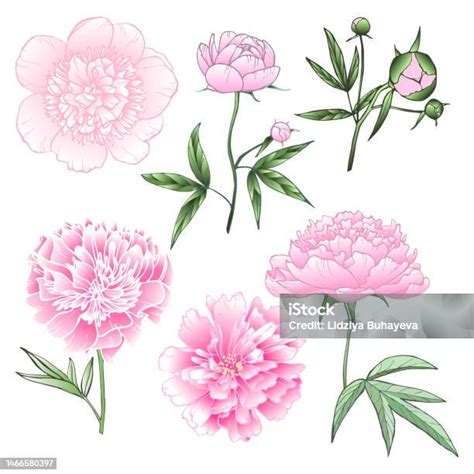 흰색 바탕에 분홍색 모란 세트입니다 벡터 그림입니다 초대장 인사말 카드 엽서 패션 인쇄 배너 섬유 포스터 패션 디자인에 적합합니다 개체 그룹에 대한 스톡 벡터 아트 및 기타
