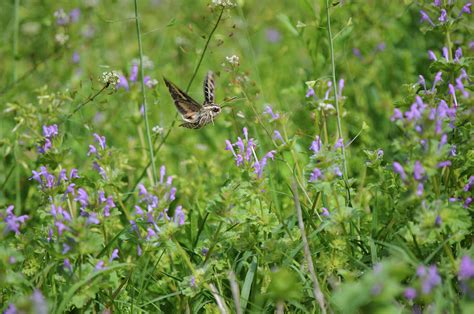 Stick Out Your Tongue Sphinx Moth Photograph By Gaby Ethington Pixels