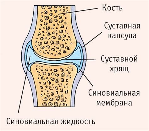 Синовиальная жидкость: что это такое и как восстановить