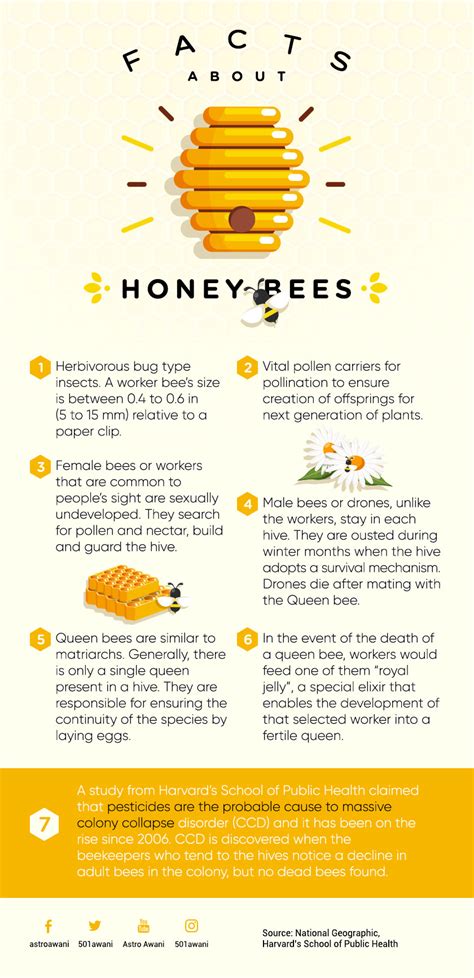 How Insecticides Are Killing Our Honey Bees Astro Awani