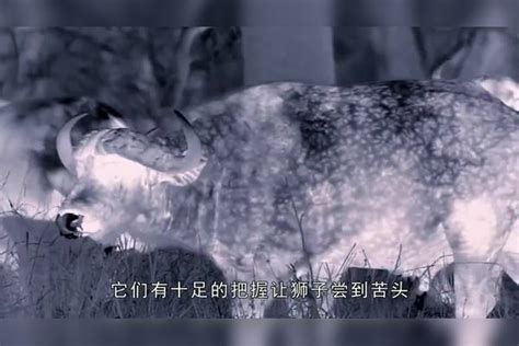 数百头水牛围在一起对抗狮子，狮子只用了3分钟，水牛群落荒而逃