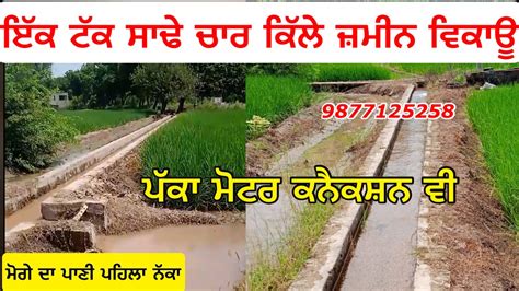 ਸਾਢੇ ਚਾਰ ਕਿੱਲੇ ਨਹਿਰੀ ਜ਼ਮੀਨ ਵਿਕਾਊ ਇੱਕ ਟੱਕ ਤਕਸੀਮ ਪੱਕਾ ਮੋਟਰ ਕਨੈਕਸ਼ਨ ਮੋਗੇ