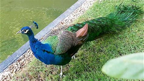 Beautiful Peacocks 🦚 🦚 In A Garden Youtube