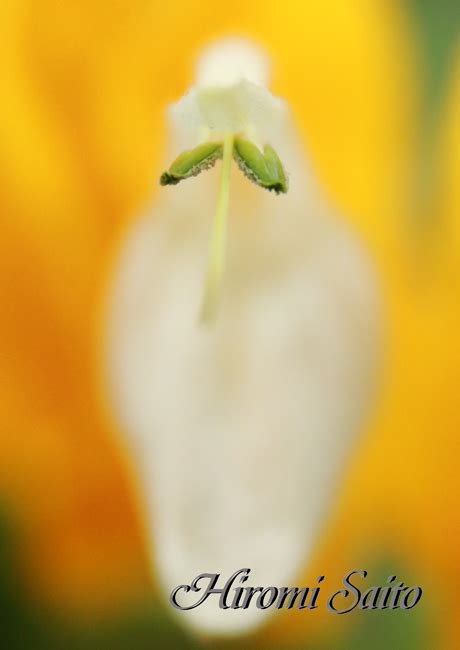 花の中の顔さがし 栃木写心塾